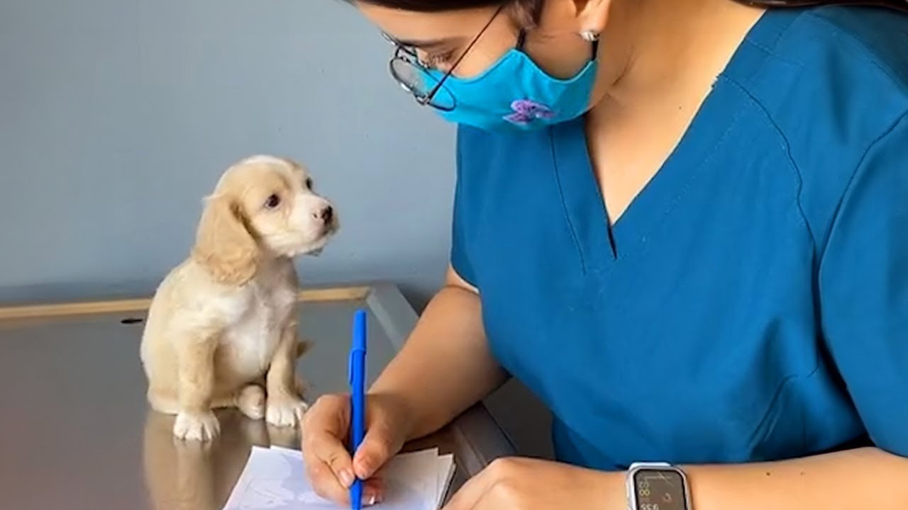A furry patient hilariously protests his medical bill at the vet