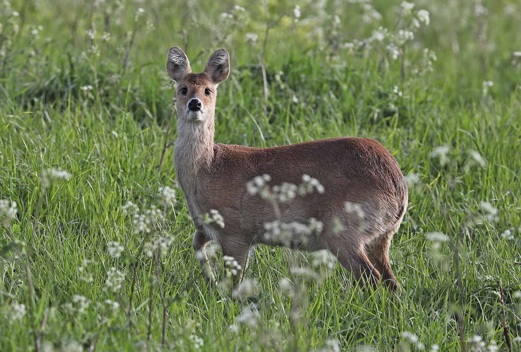 Chronic Wasting Disease Increase and 10 Types of Deer Disease You ...