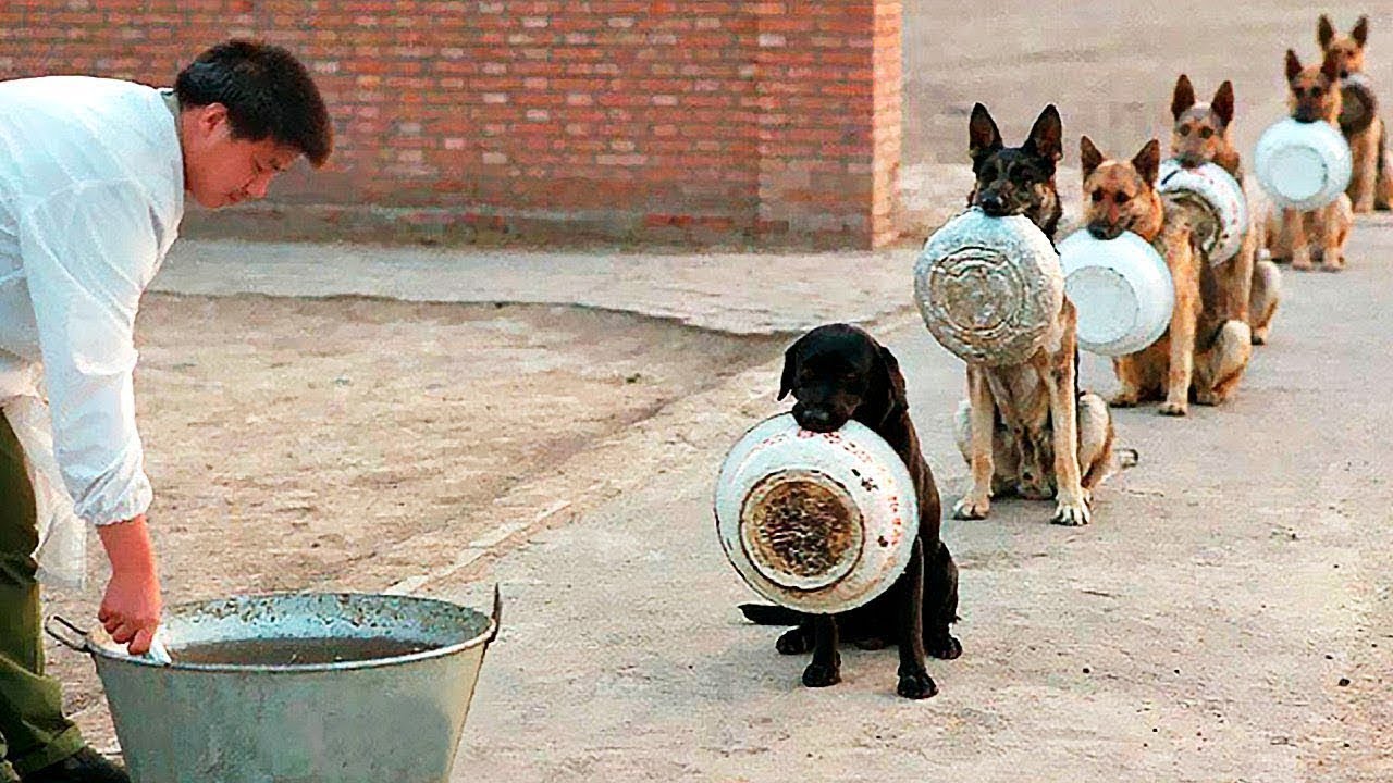 This Pet Dog Has a Higher IQ Than His Human