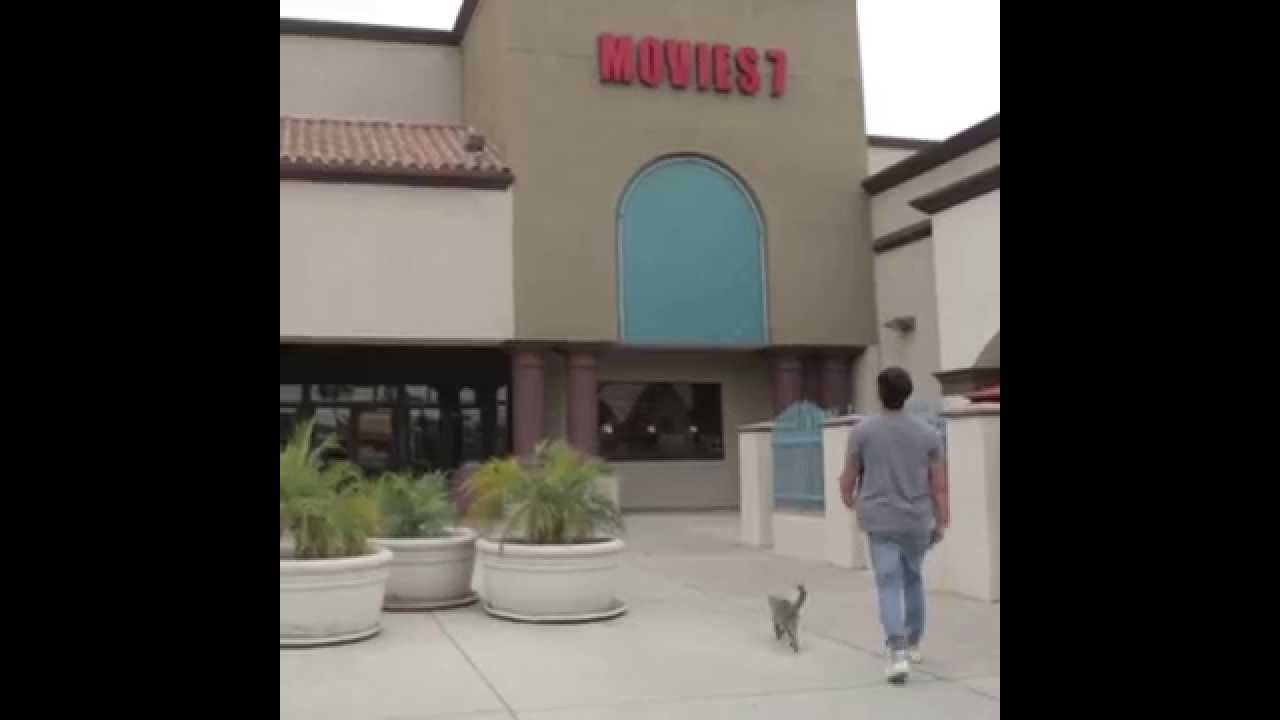 Owner sneaks cat into movie theater with surprising results