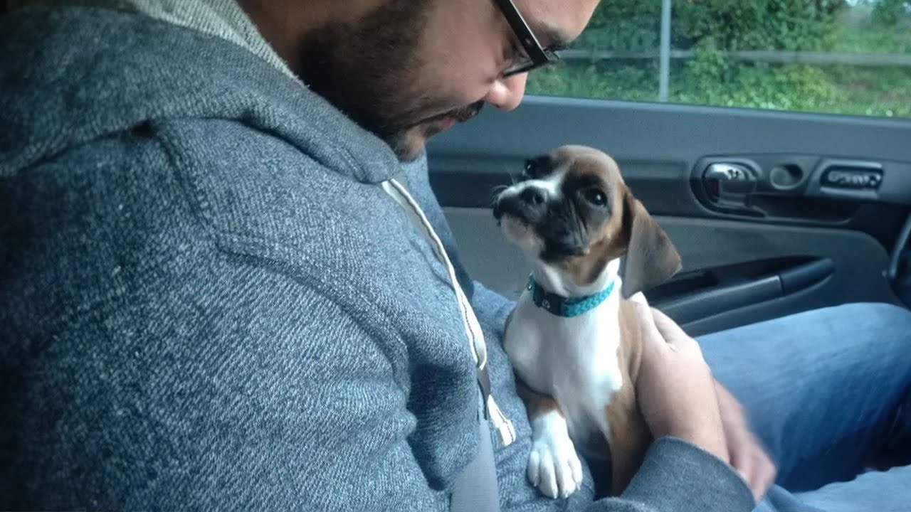 When the dog at the shelter chooses you first