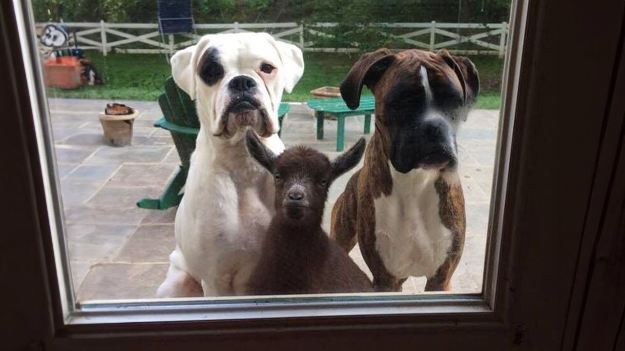 The surprise guest your dog brought home