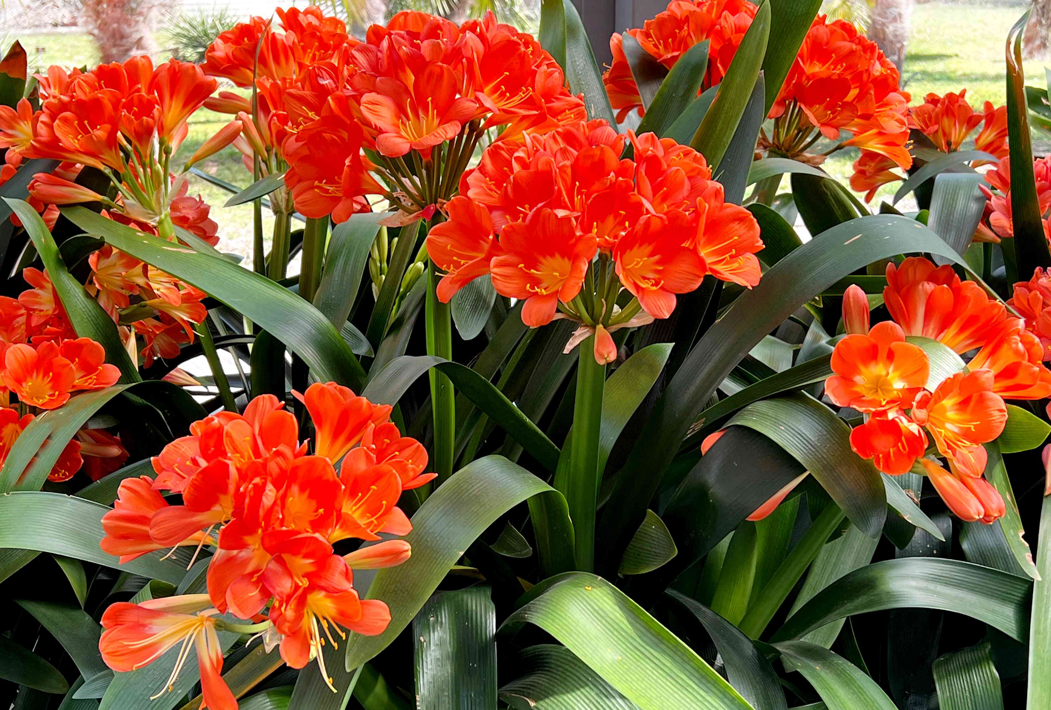 How to Plant and Grow for Clivia
