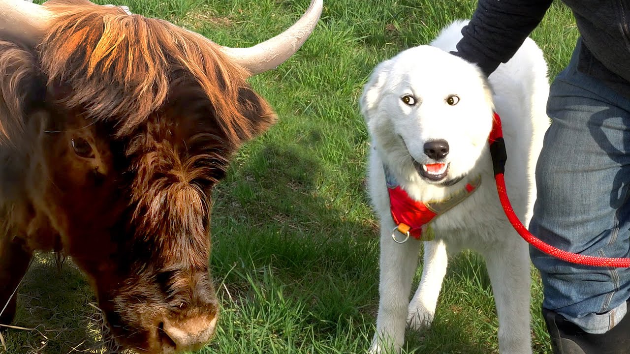 Experiencing the insanity of spring on the farm