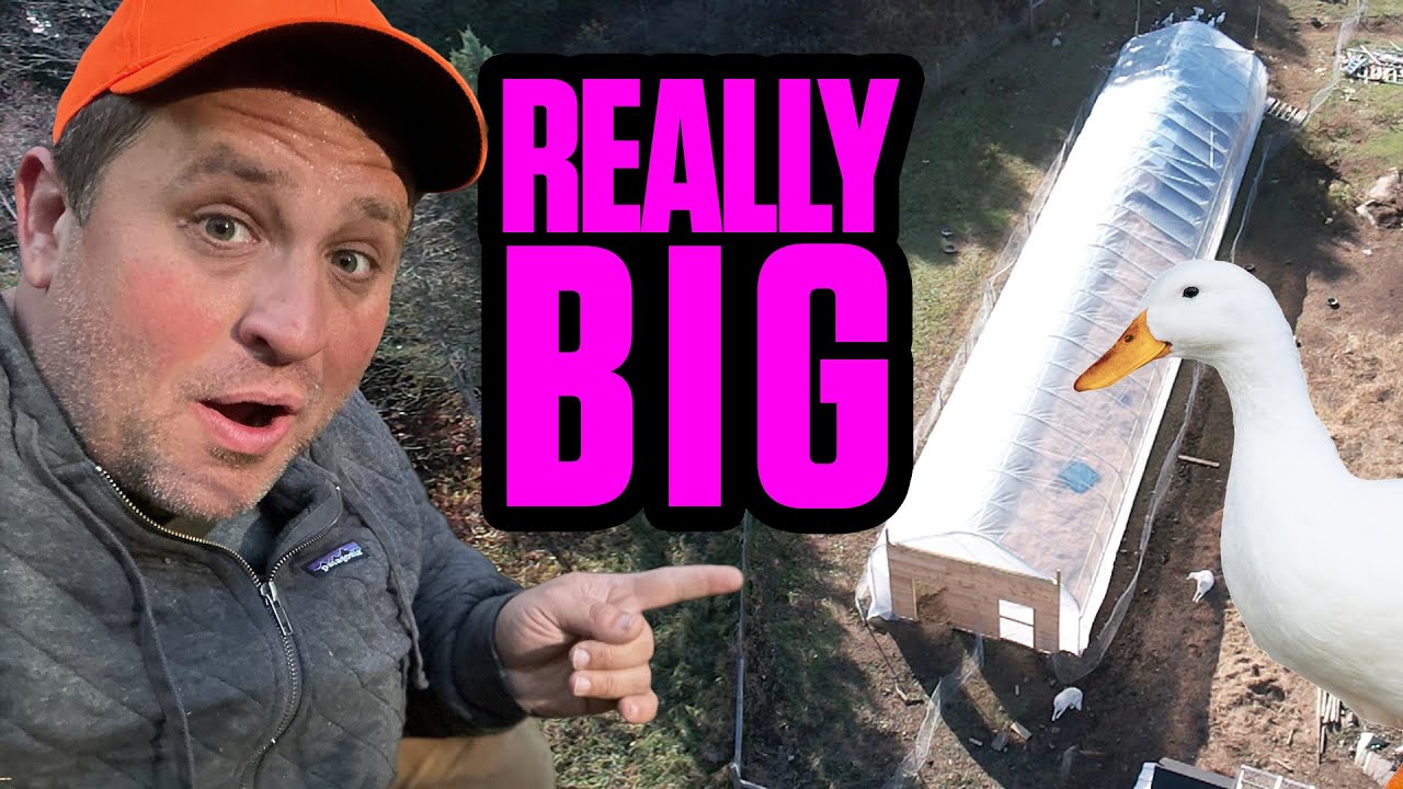 How I built a giant greenhouse for my birds