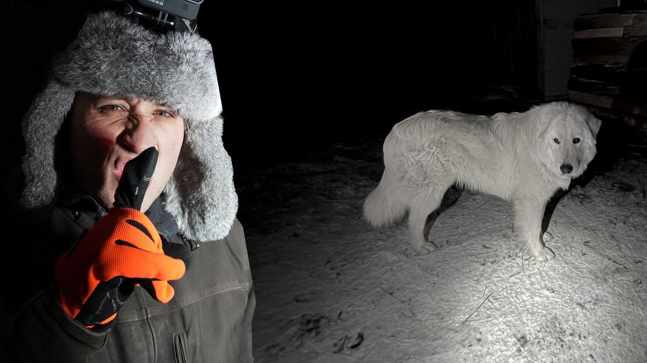 Sneaking Up on a Livestock Guardian Dog at Work