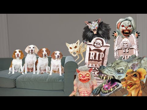 Dogs Discover Pet Cemetery Full of Zombie Pets