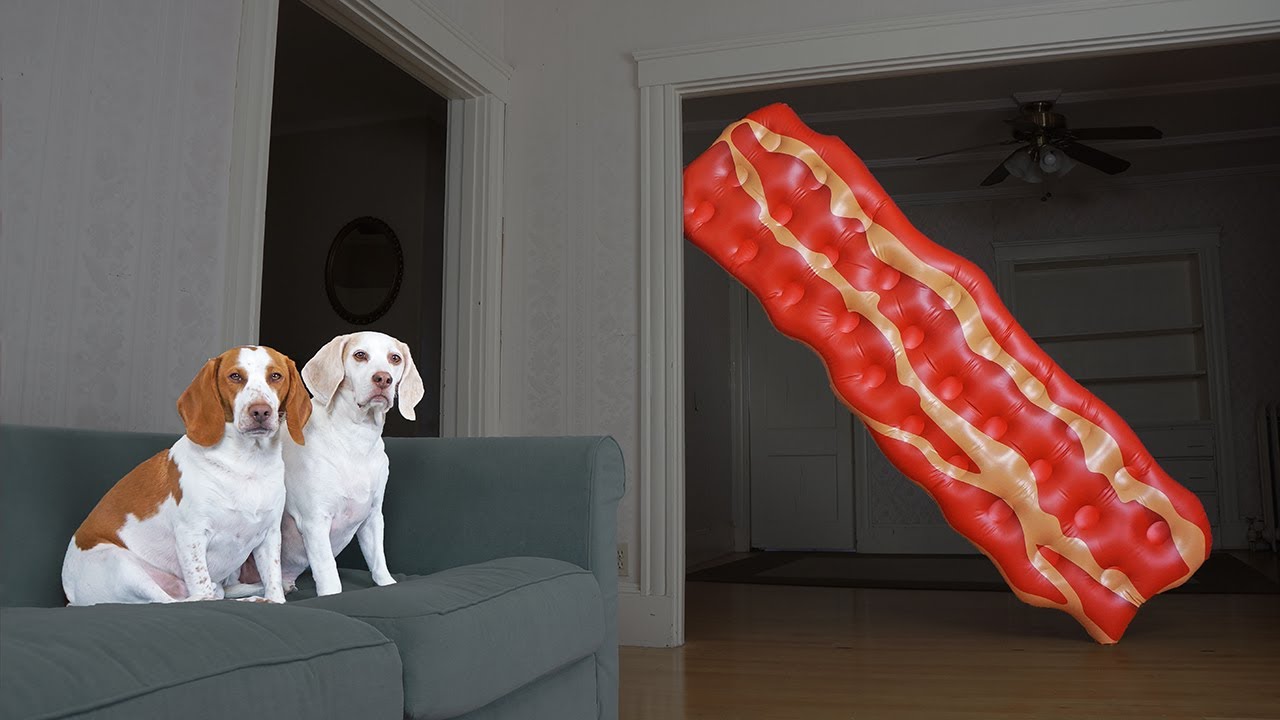 Talking Bacon Prank Leaves Dogs in Stitches