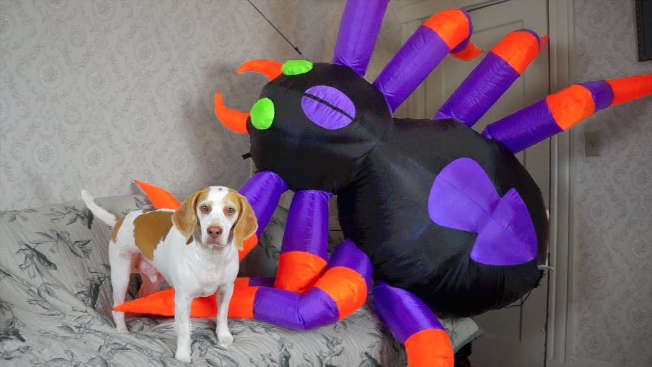 A dog comes face to face with a giant spider toy