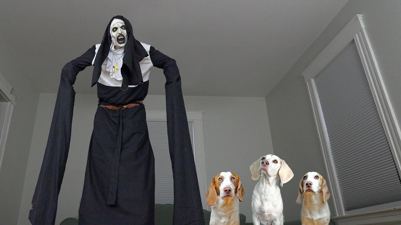 Mischievous Dogs Face Giant Evil Nun in Hilarious Prank Battle