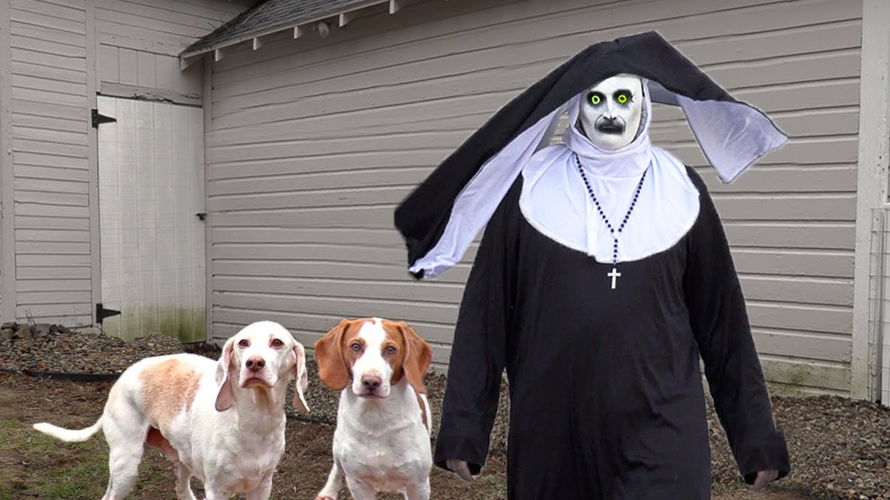 Dogs take on creepy nun prank in hilarious devil encounter