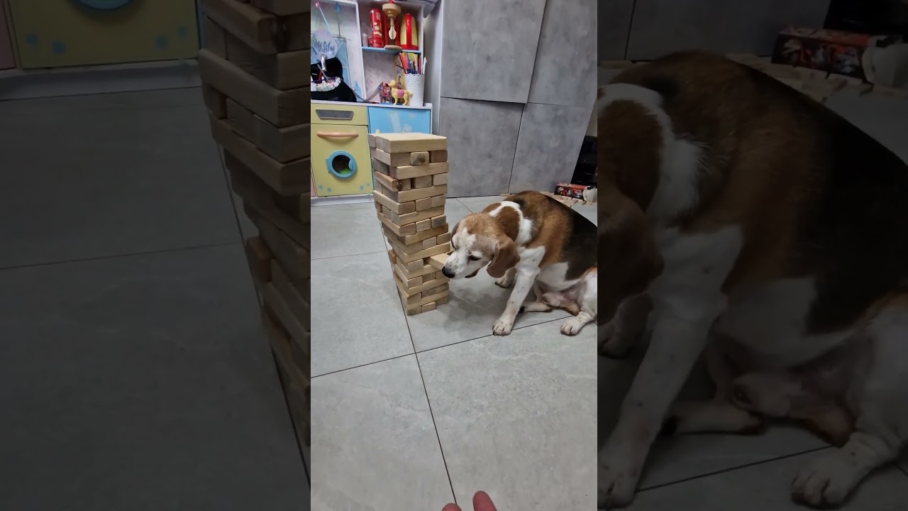 Watch a smart beagle master Jenga with playful precision