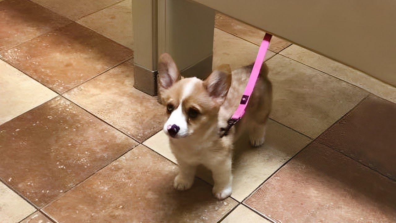 Dogs forgetting they’re dogs? Too funny!