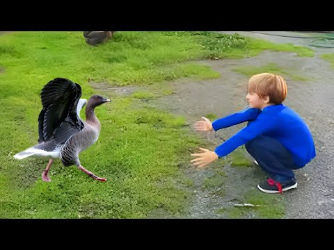 Reunions that show how deep animal bonds can be