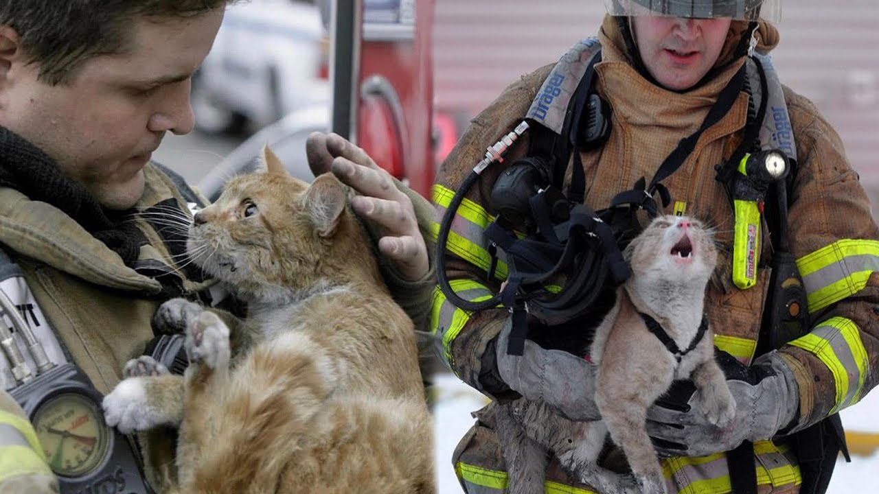15 Animals That Thanked Their Rescuers Sweetly
