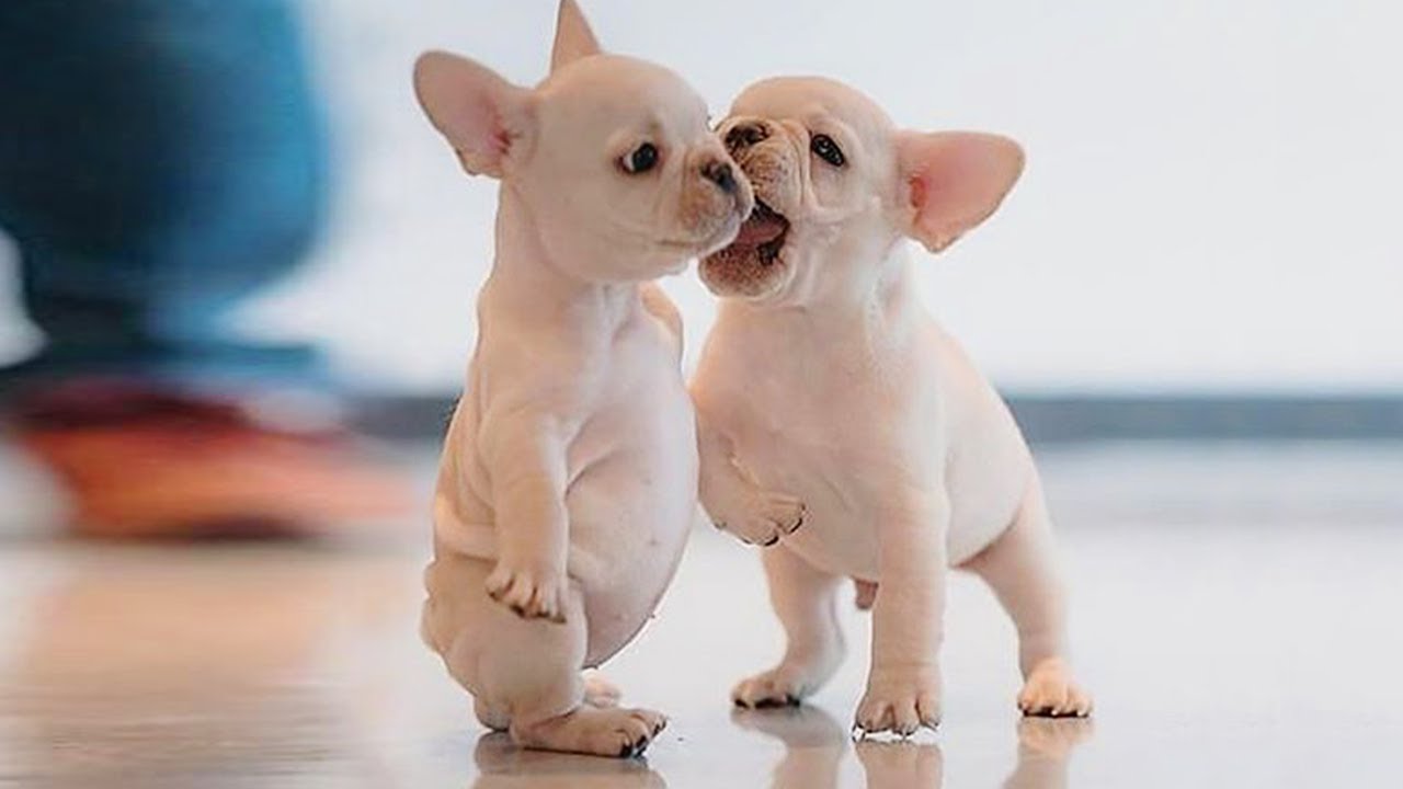 Owning a French bulldog is pure comedy