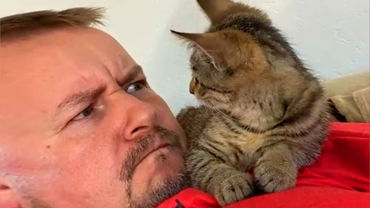 Funny Cat and Human Moments That Will Make You Explode Laughing