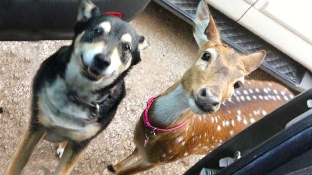 Unexpected friends brought home by playful dogs