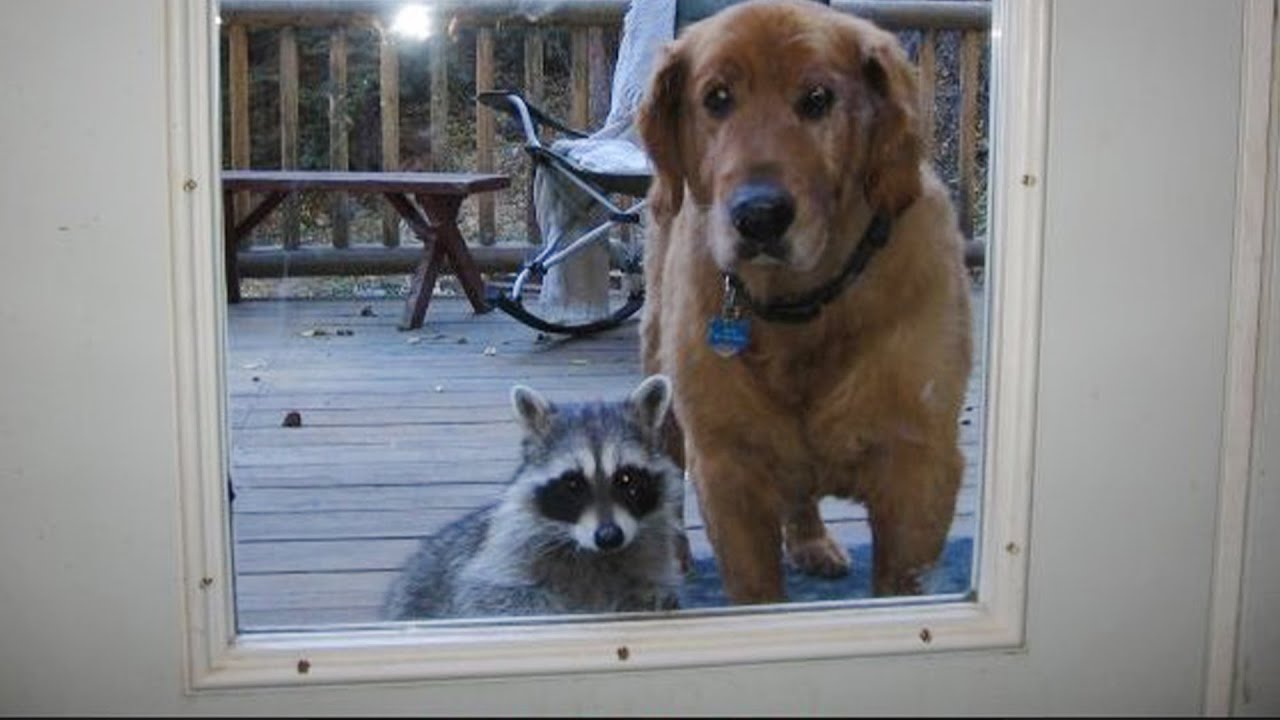 My Dog Brought A Friend Home For Fun