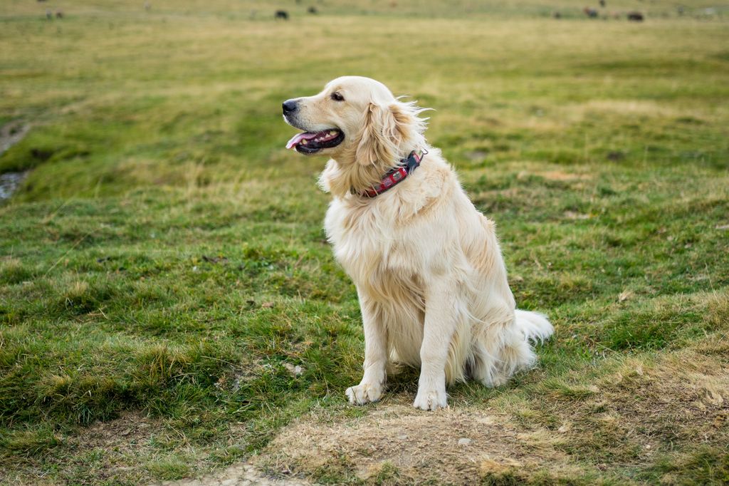 7 dog breeds most at risk of harm due to heatwave grooming mistakes
