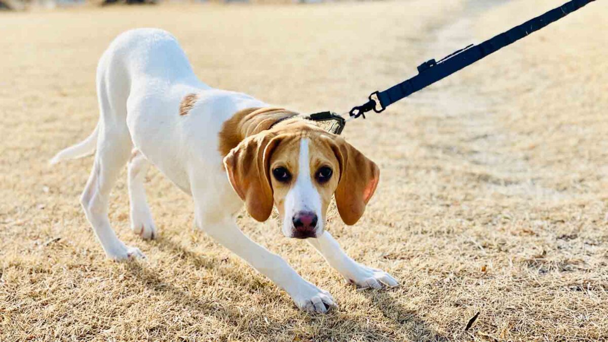 12 Benefits Of Playing Music For Your Dog