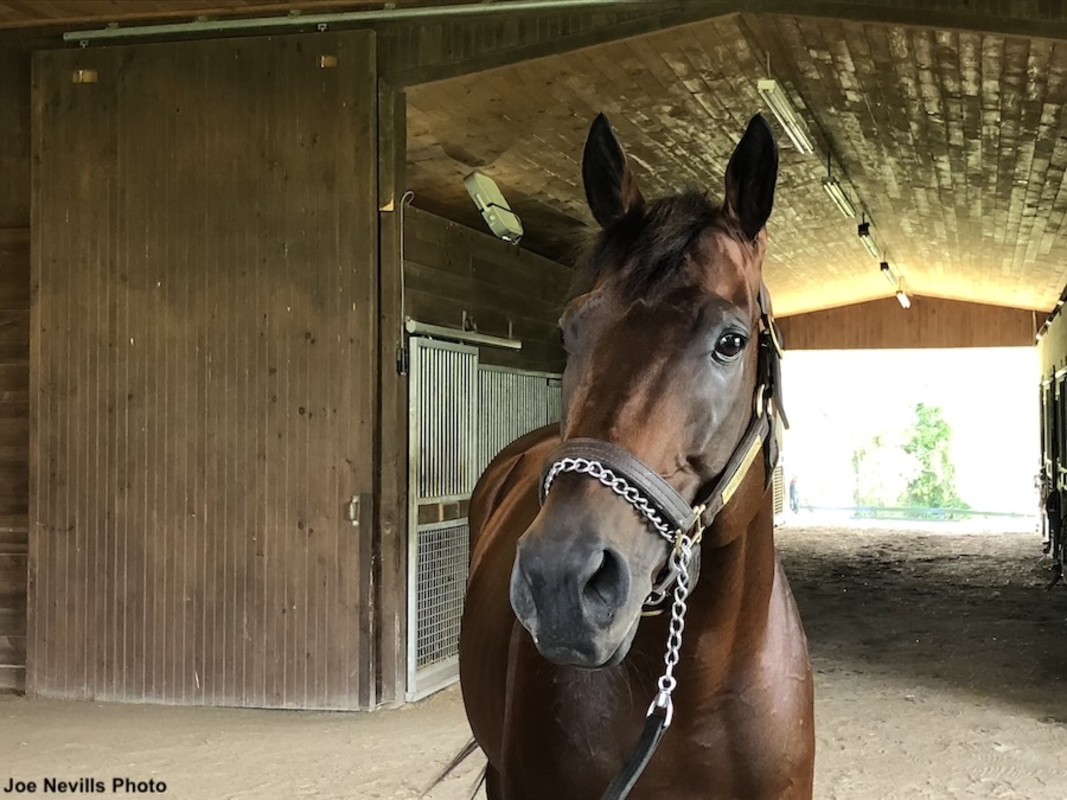 Stallion Spotlight Presented By New York Thoroughbred Breeders Inc ...