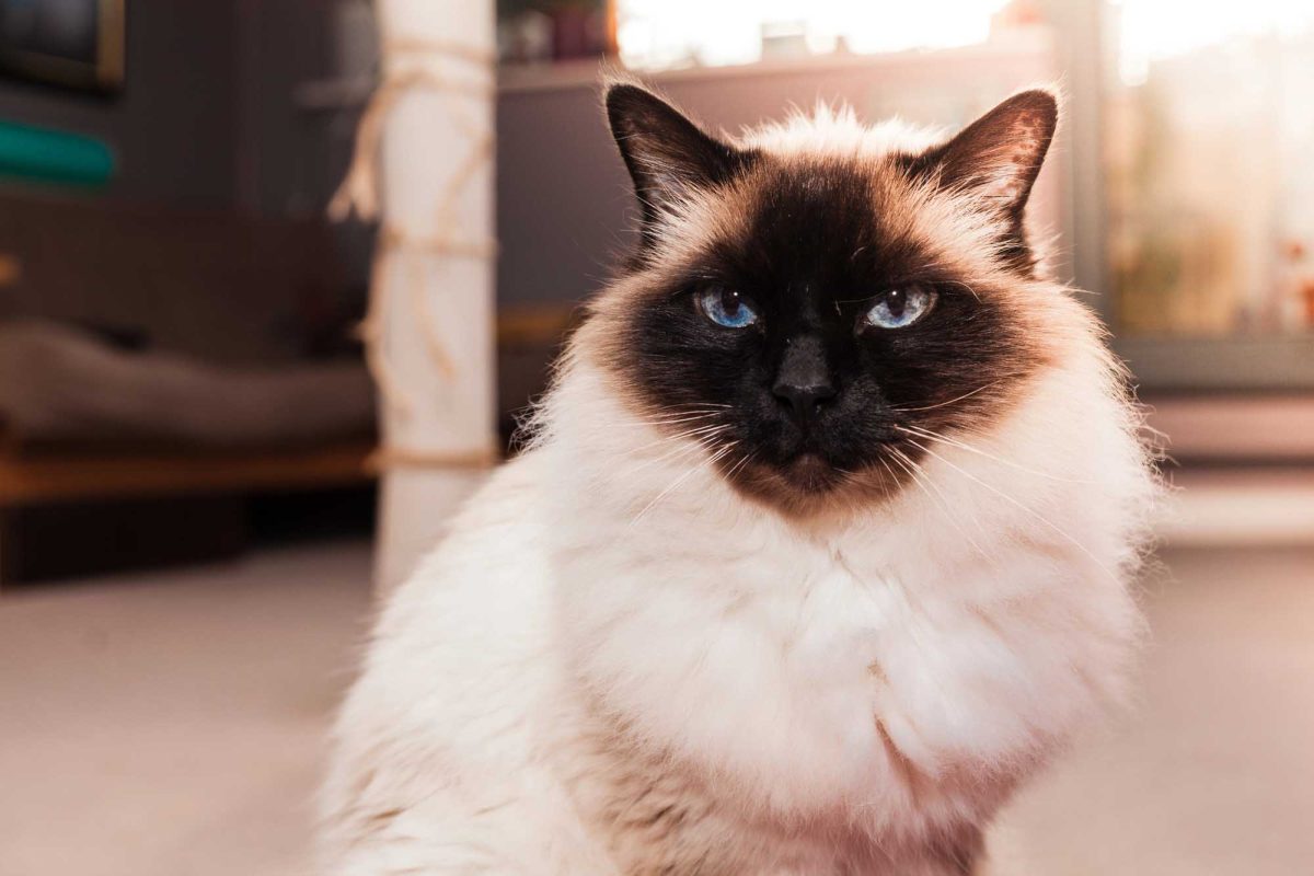 Cat breeds with the best chance of reaching old age