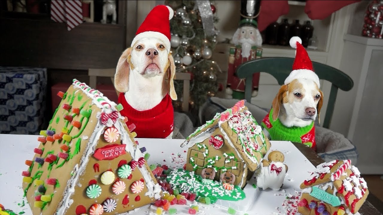 Dogs Build a Gingerbread Village—Then the Puppy Destroys It