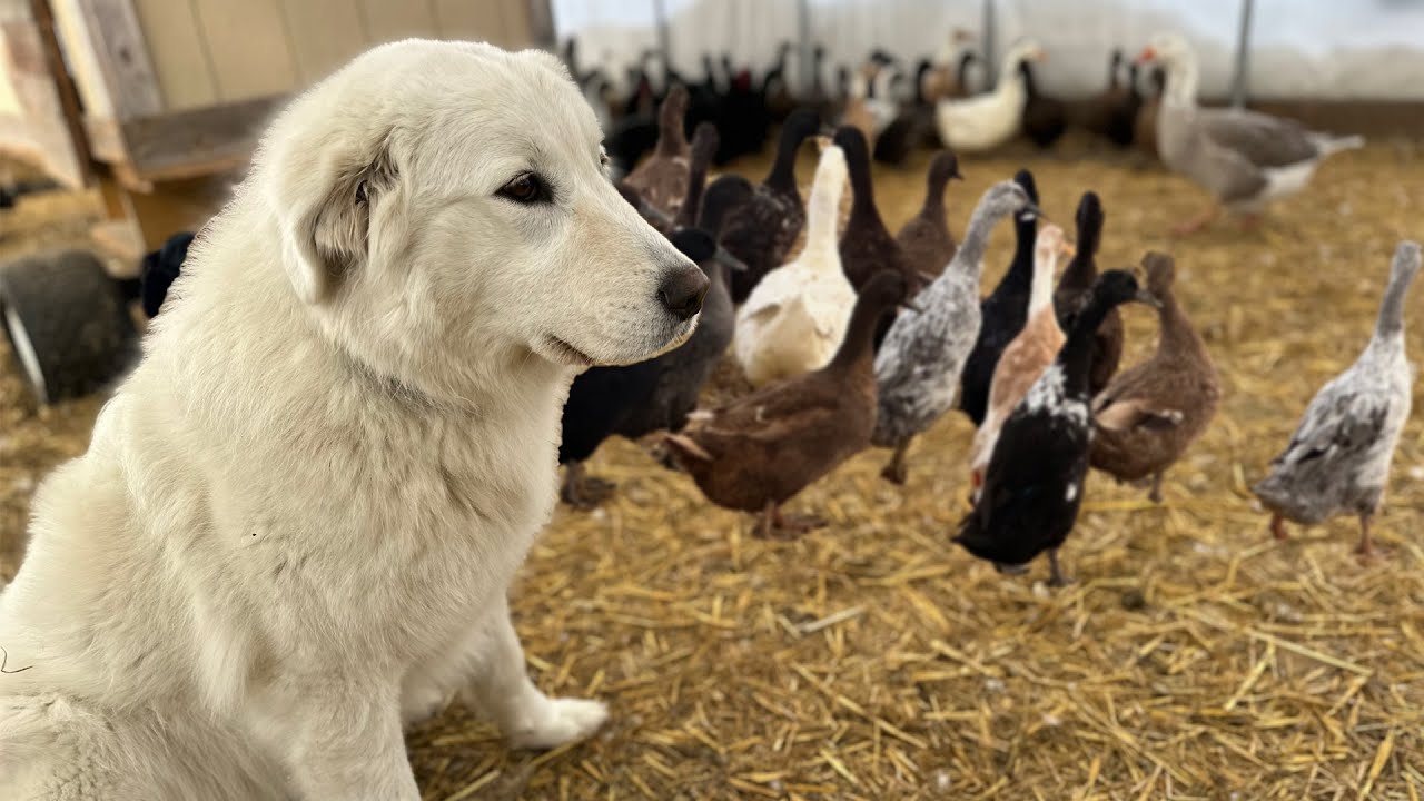 When your livestock guardian dog isn’t ready yet