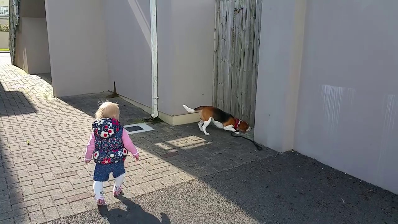 Peek-a-Boo Fun—This Curious Beagle and Baby's Adorable Gate Encounter