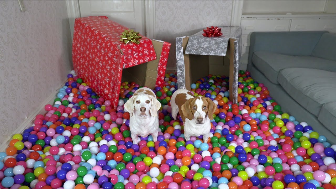 "Maymo, Potpie & Penny's Christmas Surprise with a Giant Ball Pit"