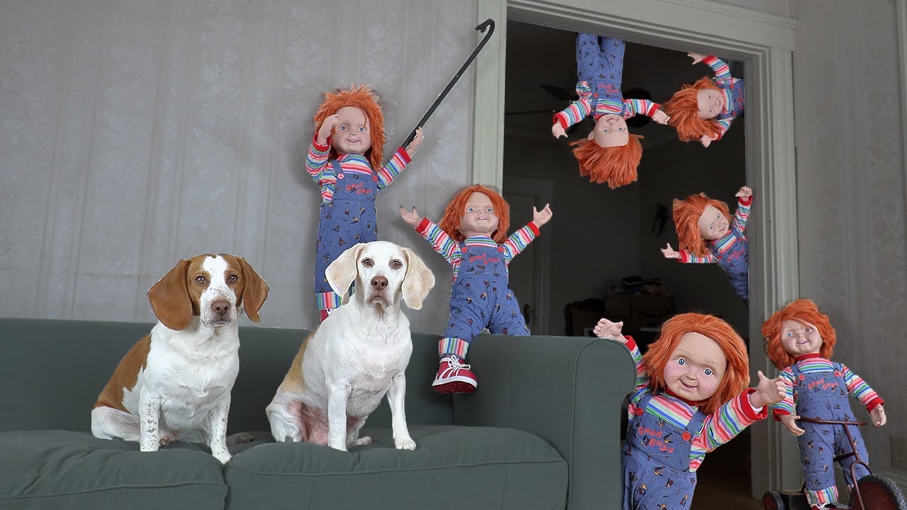 Chucky army invades dogs’ house with surprise car ride
