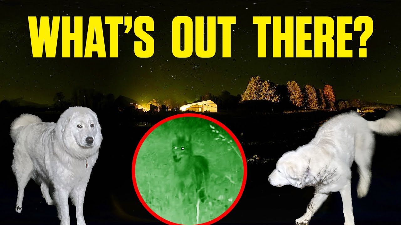 Spending a Night on the Farm with My Loyal Guard Dogs