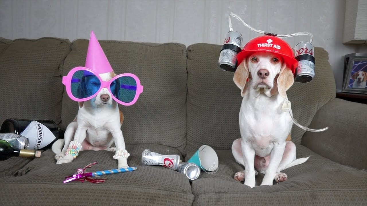 Dogs reveal what they really do when left alone