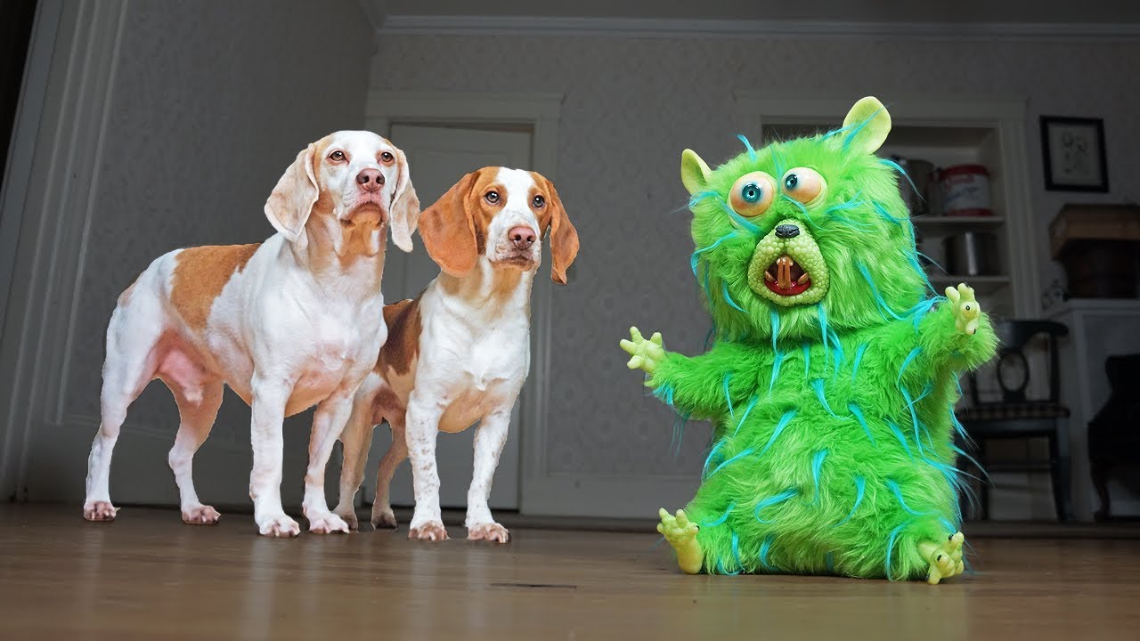 Dogs chase an annoying hamster around the house