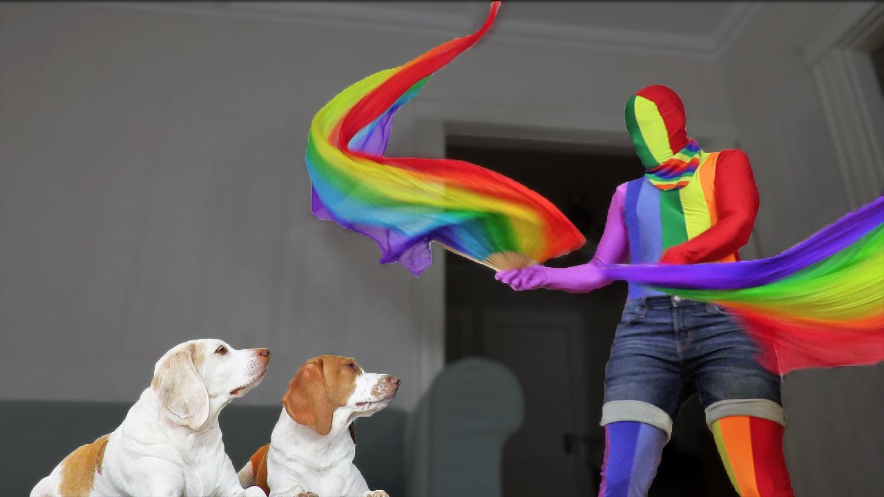 Owner cheers up beagle dog with rainbow dance party fun