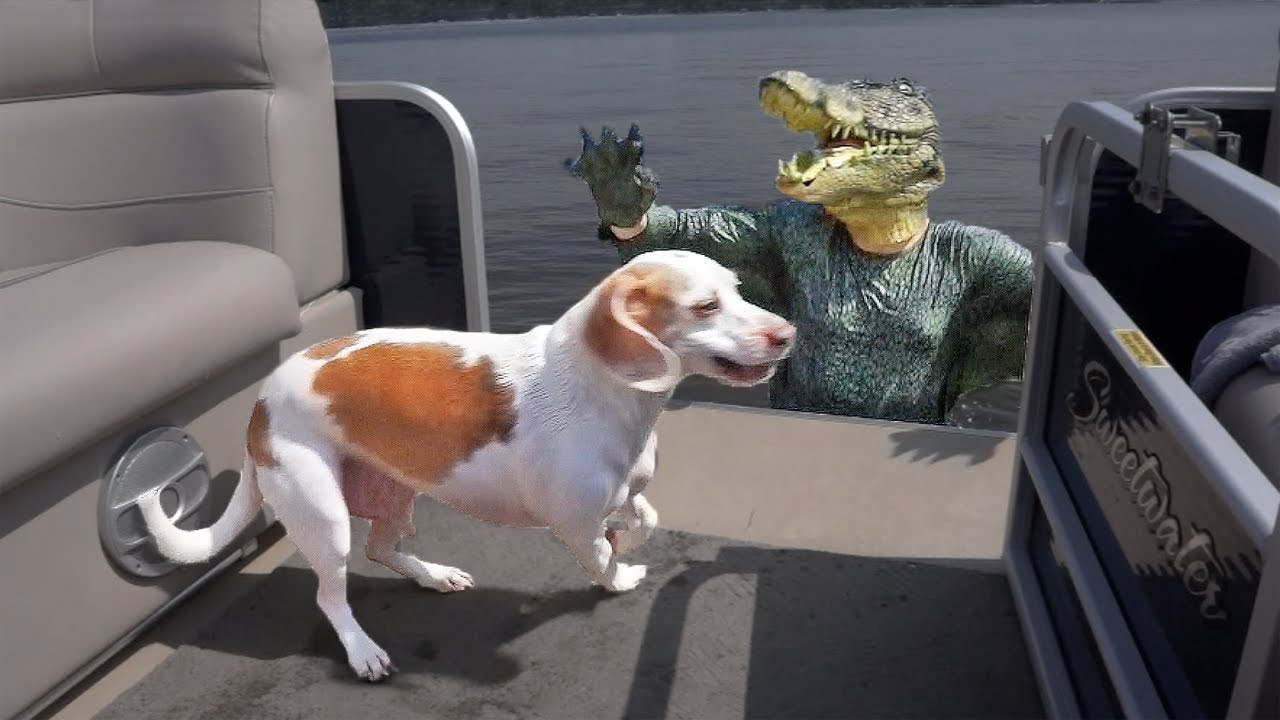 Crocodile prank startles dog on the lake