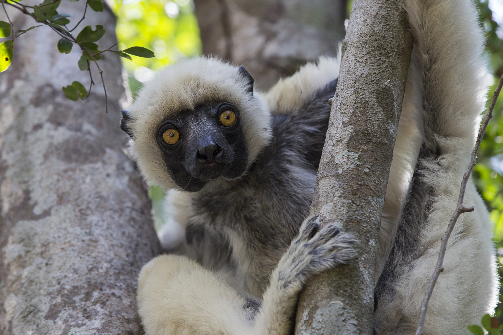 The world's most spectacular stone forest