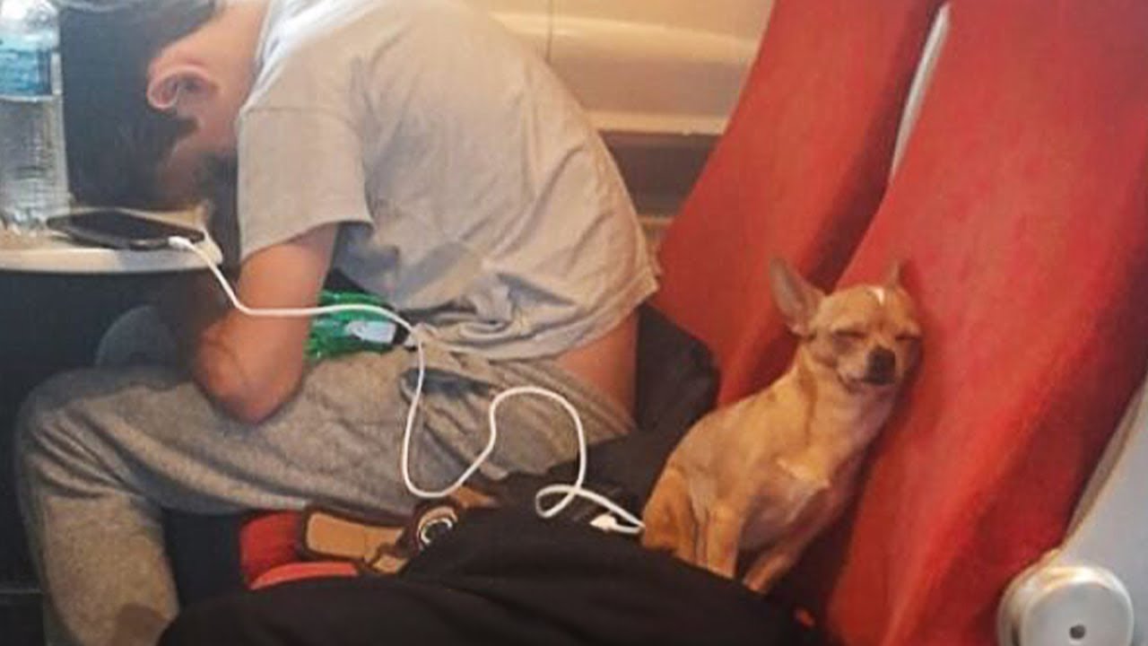 When your dog is fiercely independent but funny too