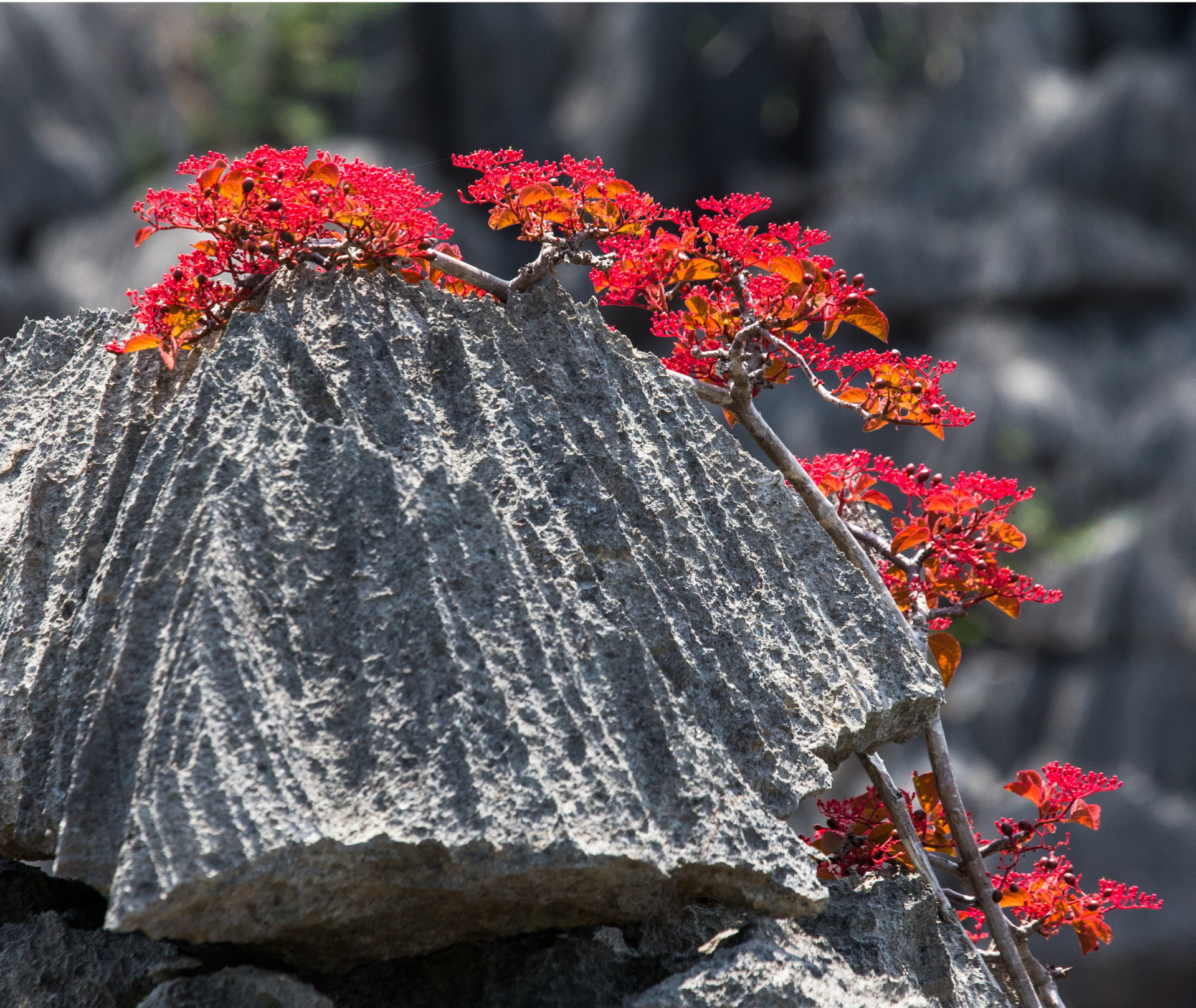 The world's most spectacular stone forest