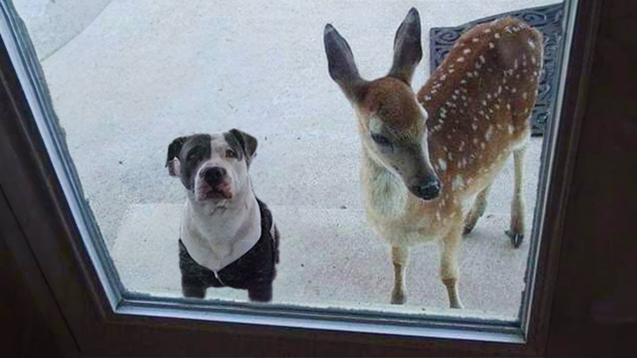 When a dog brings a new best friend right to your door