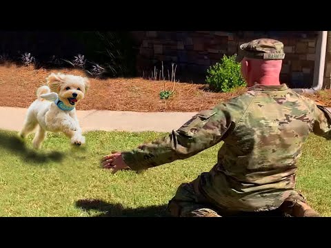 Heartwarming dog reunions that will melt your heart fast
