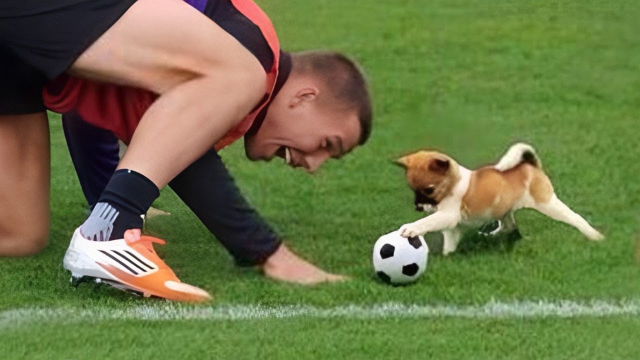 Dogs outperform humans at sports and tricks every day