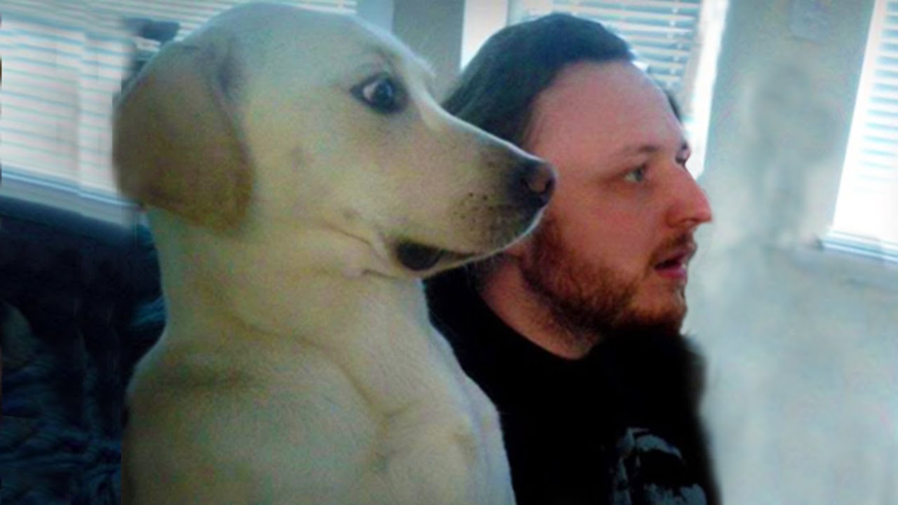 The extroverted dog of every family