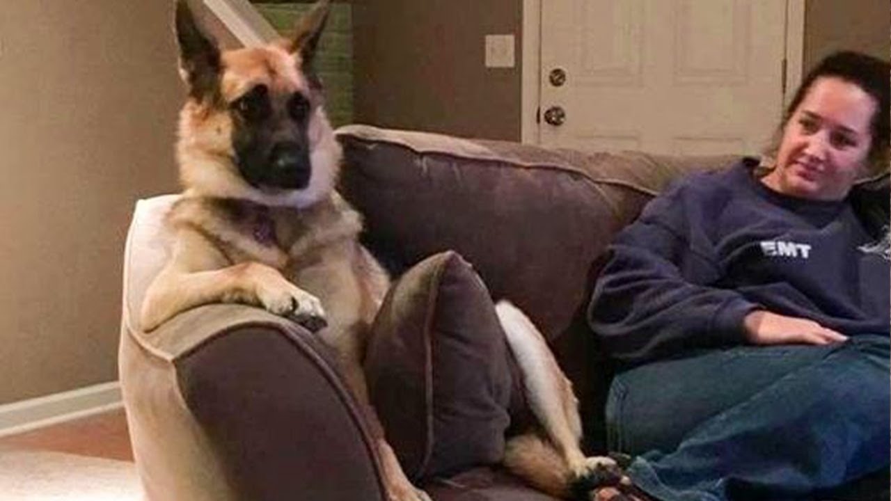 Why German shepherds win at comedy every time