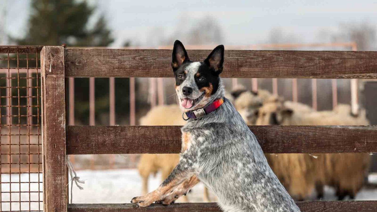 15 Best Dog Breeds For Every Farm Task
