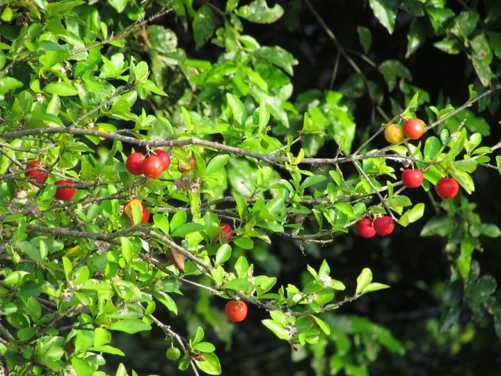 Árvores tropicais que exalam perfume e oferecem frutos saborosos