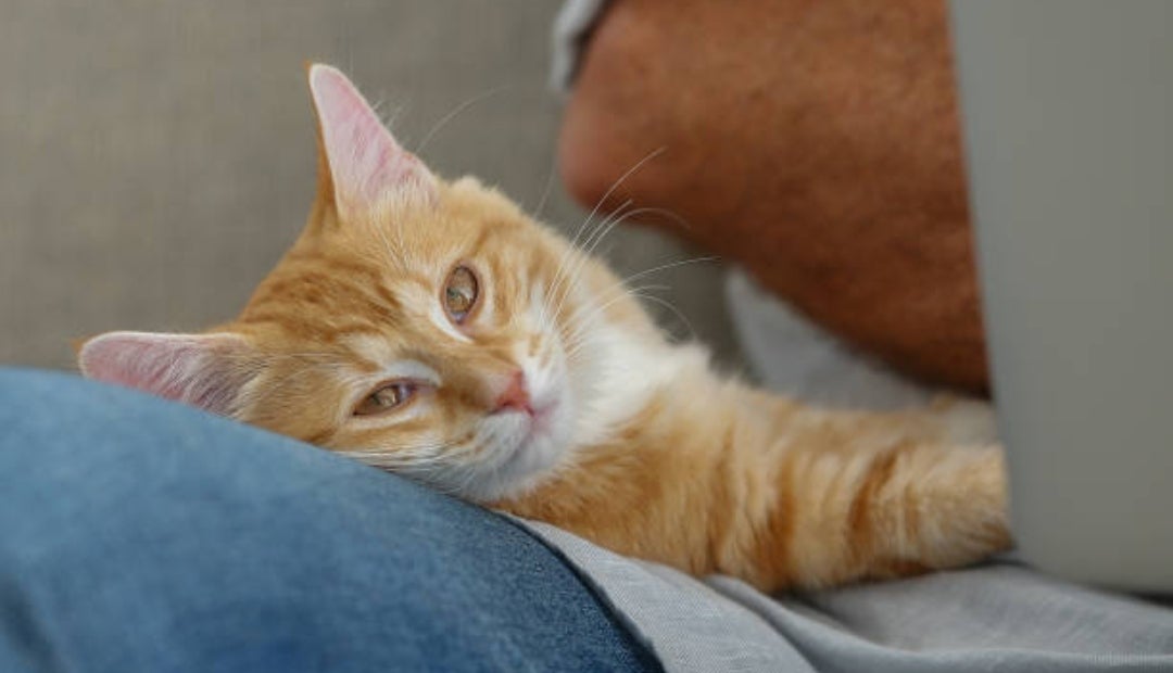 Nuevo virus felino impulsa alertas sanitarias y refuerza prevención ...
