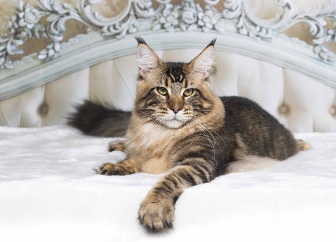Your cat is trying to tell you they’re bored — here’s what it really ...