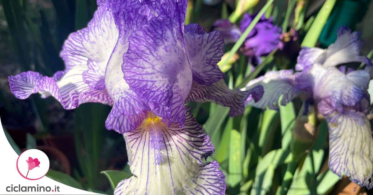 Far fiorire l’Iris non è difficile se sai preparare il suo terreno